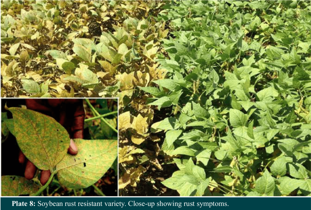 Soybean Rust - MAKCSID